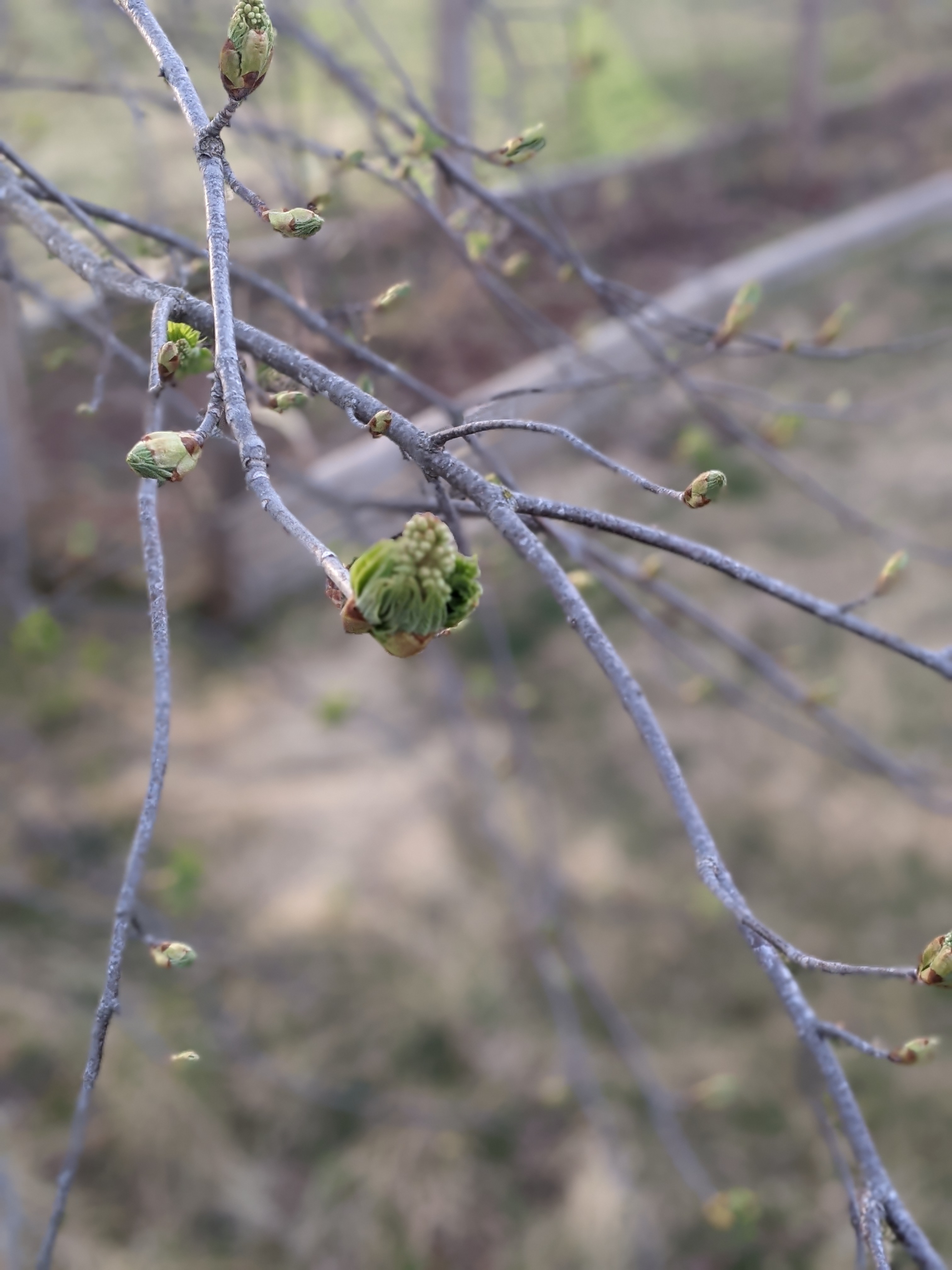 April Buds – Words and Coffee Writing